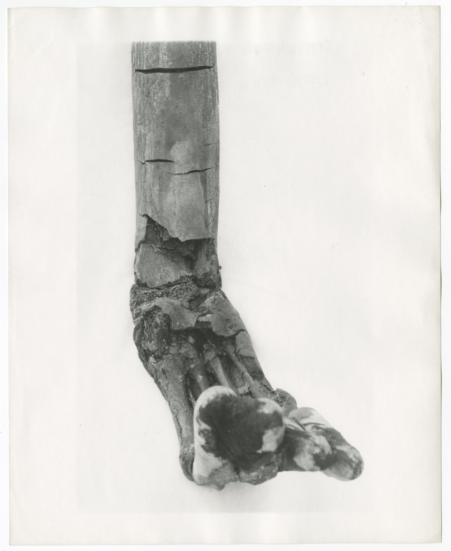 TAA i.7.P1576.TAA0540 | Tutankhamun Spatial Archive